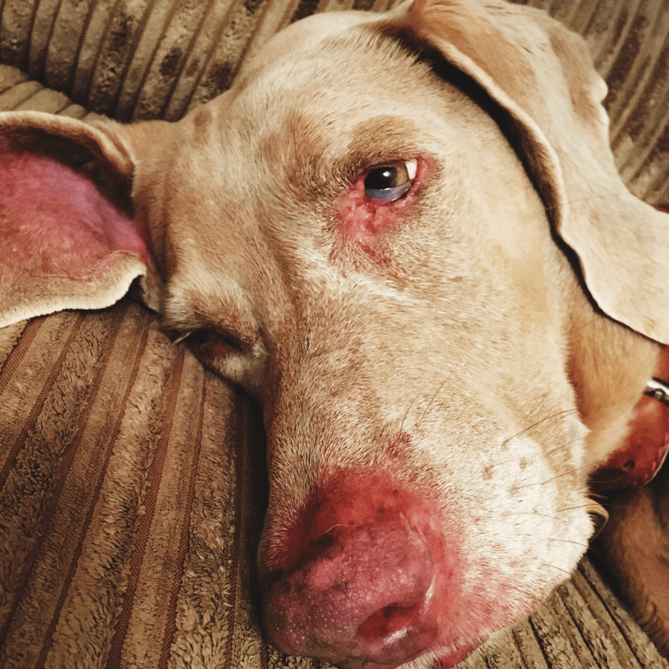 What is a Sebaceous Adenoma and What Causes Adenomas in Dogs? – Bully ...