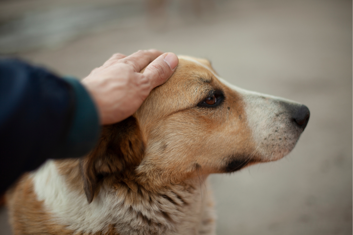 PTSD in Dogs: How to Identify and Manage PTSD in Dogs – Bully Crew CBD