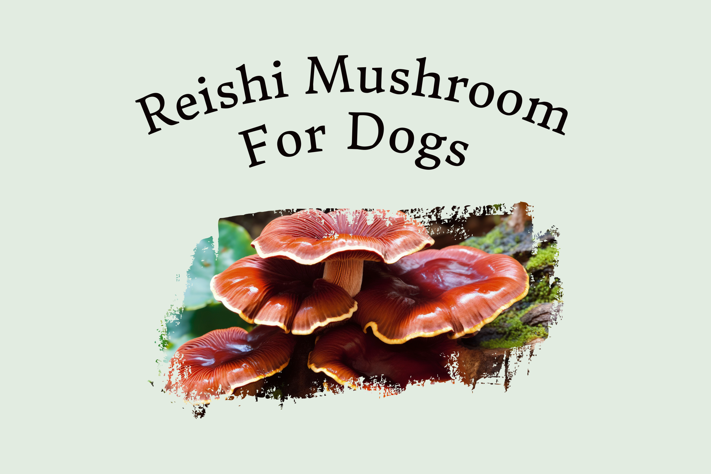 Reishi mushrooms (Ganoderma lucidum) For Dogs: 6 Amazing Benefits ...