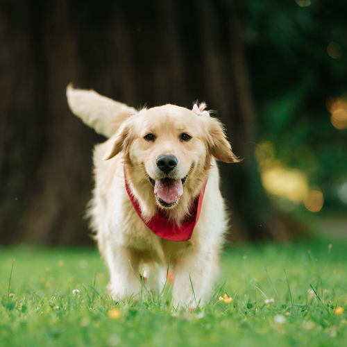 Pacing and Circling in Dogs - Symptoms, Causes, Treatments, and ...